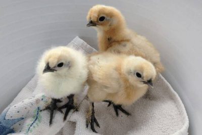 Buying Chicks: Pros and Cons of Where to Buy - Backyard Poultry